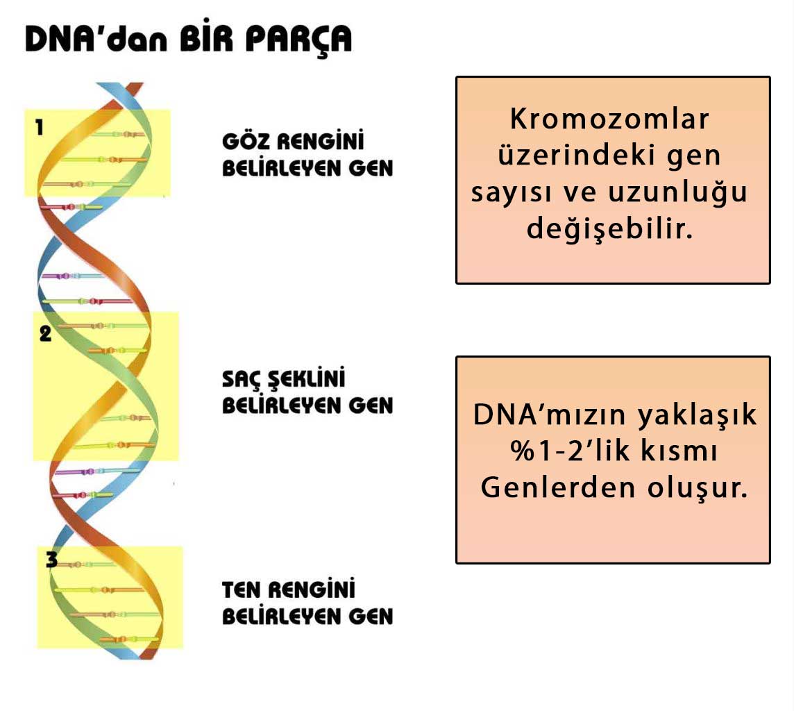 8. Sınıf DNA ve Genetik Kod Konu Anlatımı - Dnzhoca
