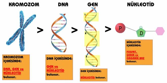 8. Sınıf DNA ve Genetik Kod Konu Anlatımı - Dnzhoca
